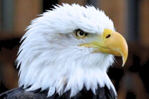 200 Famous Names That Mean Hunter or Huntress in 2025